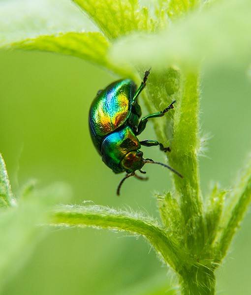 12 Animals That Bring Good Luck | Mom.com