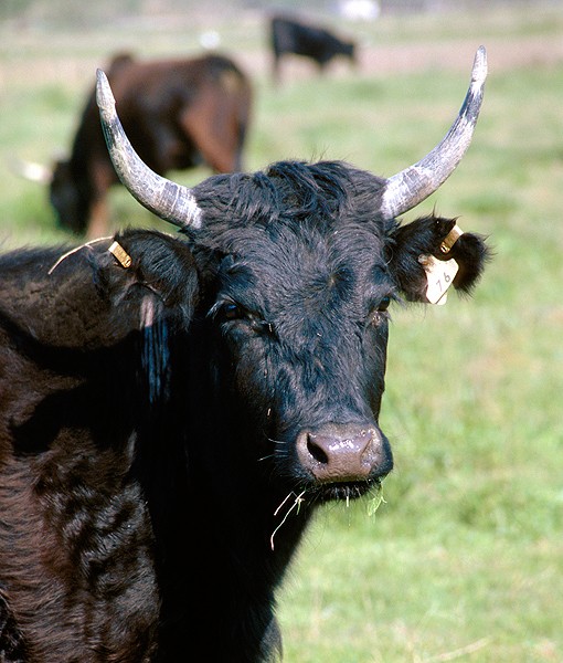 12 Animals That Bring Good Luck