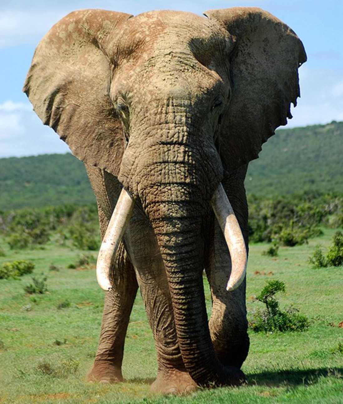 12 Animals That Bring Good Luck | Mom.com