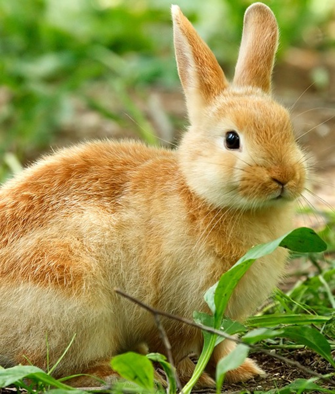 12 Animals That Bring Good Luck | Mom.com