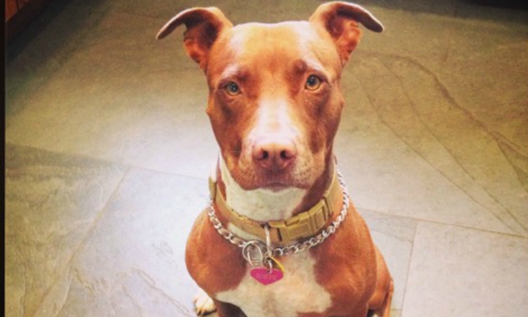 Are Pit Bulls Safe Family Dogs