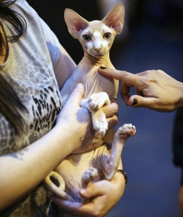 22 Friendly Cat Breeds | Mom.com