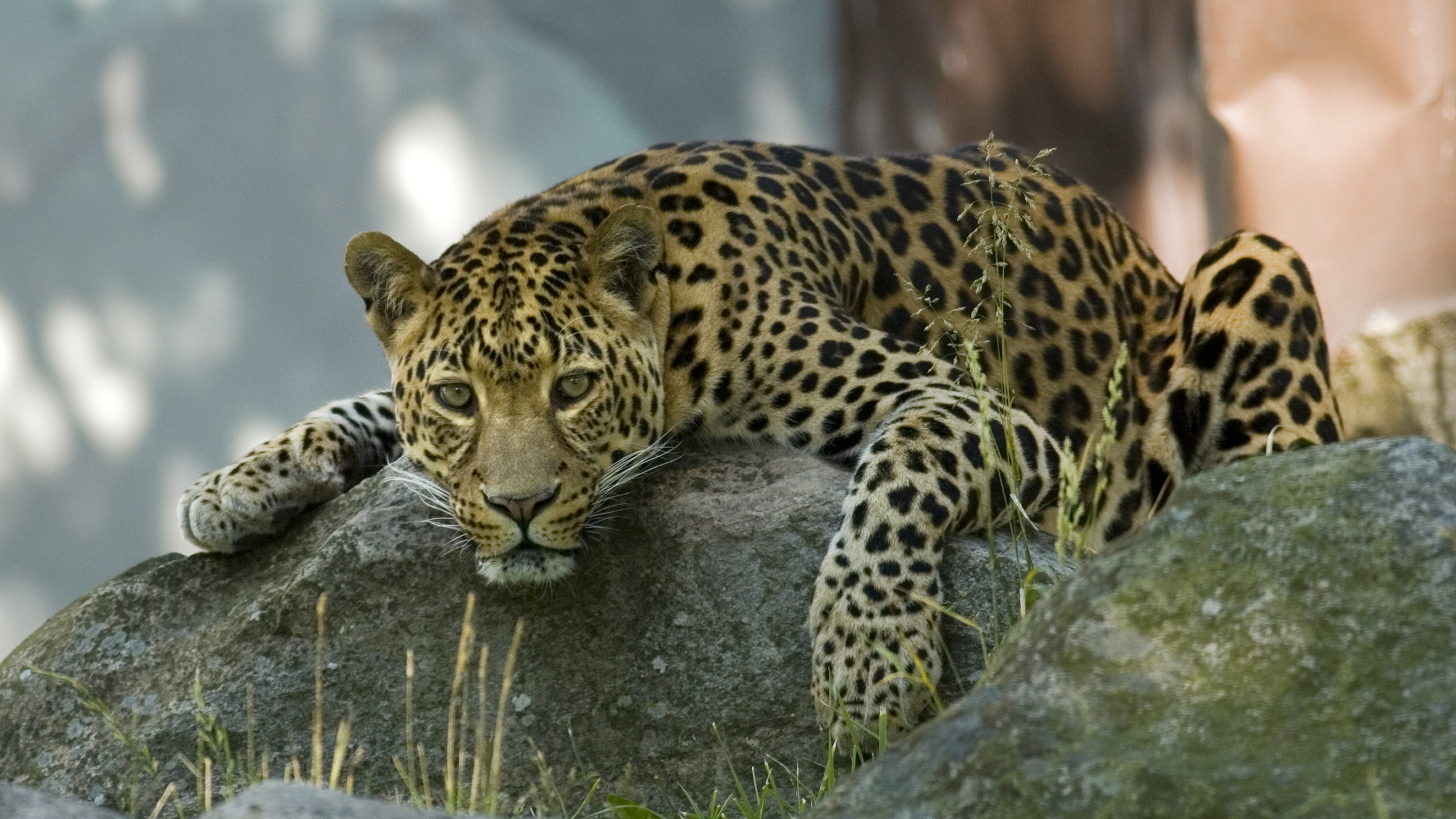 13 Animals on the Brink of Extinction | Mom.com