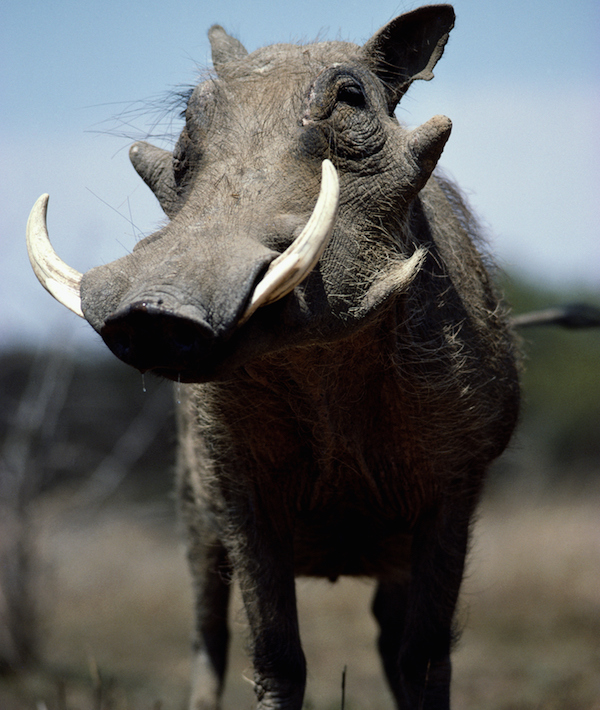[Self] Ogre Mouth - Final project of week studying basic mouth anatomy ...