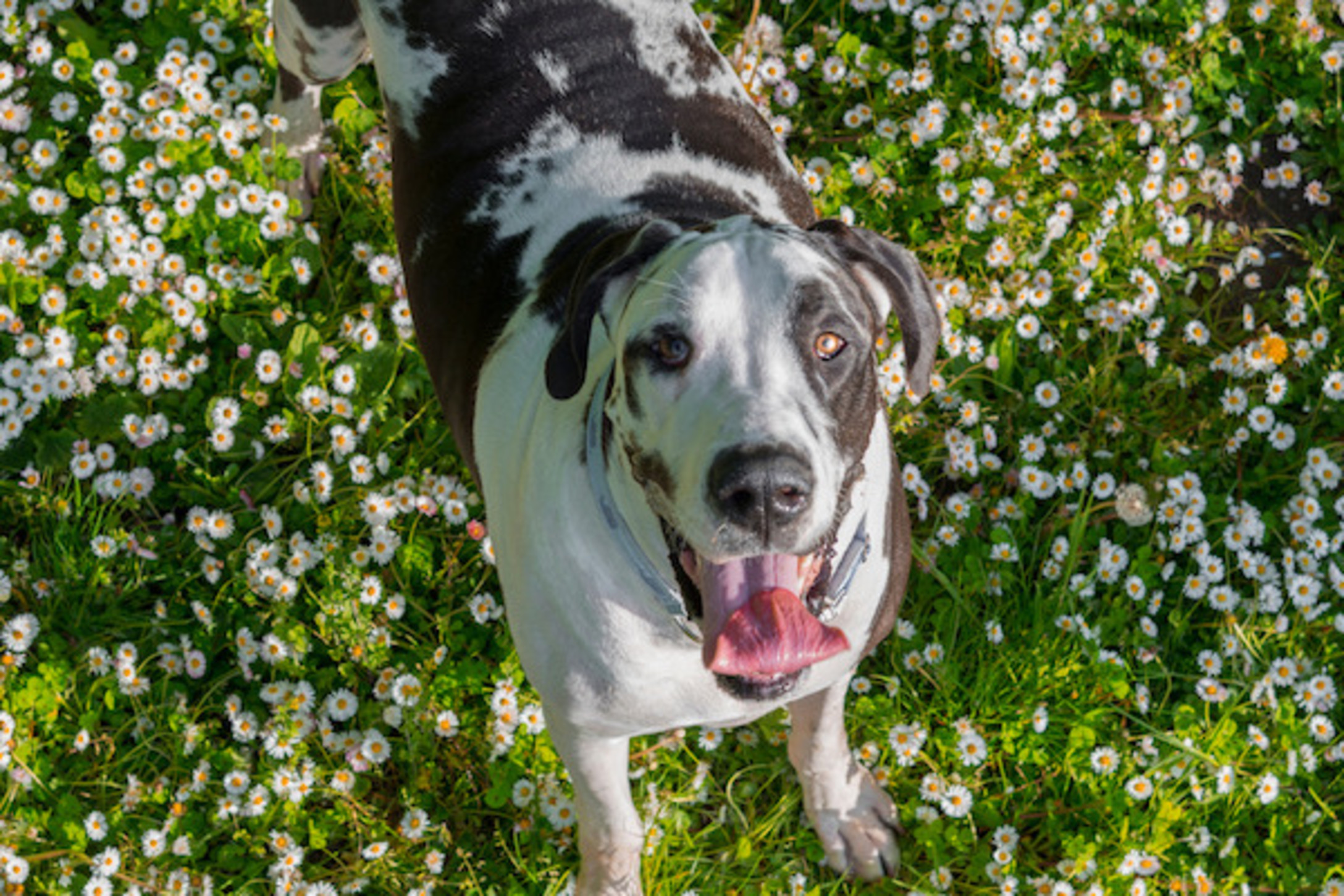 20 Most Popular Dog Breeds in America | Mom.com