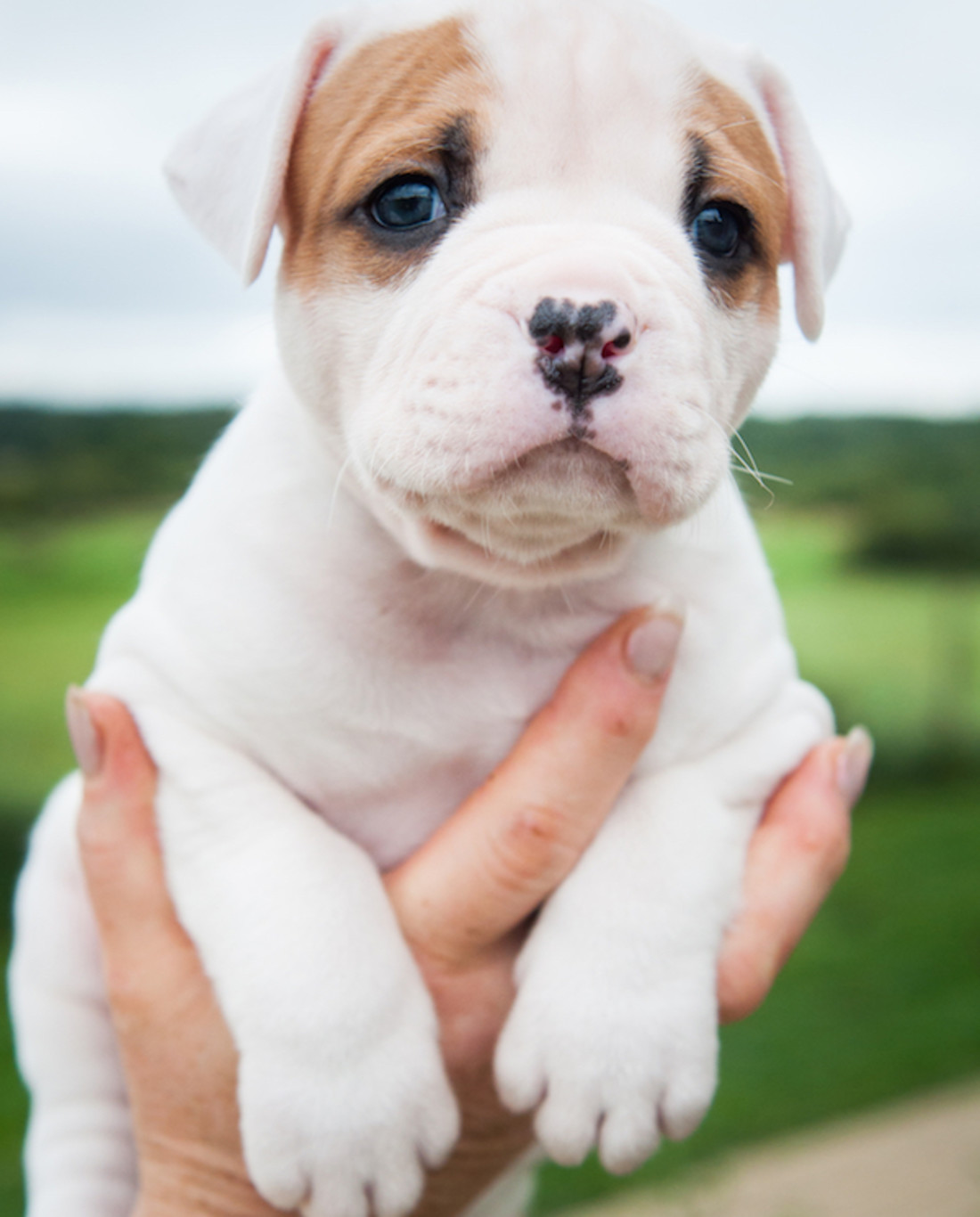 50 Adorable Puppies That Will Put a Smile on Your Face | Mom.com