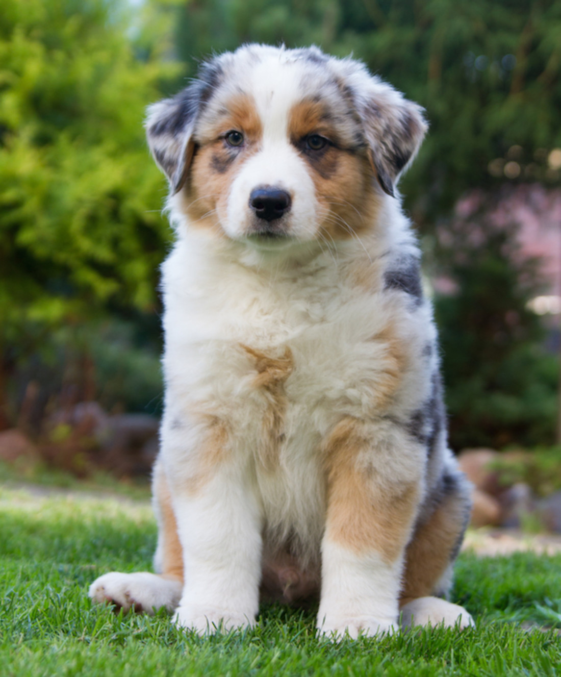 50 Adorable Puppies That Will Put a Smile on Your Face | Mom.com