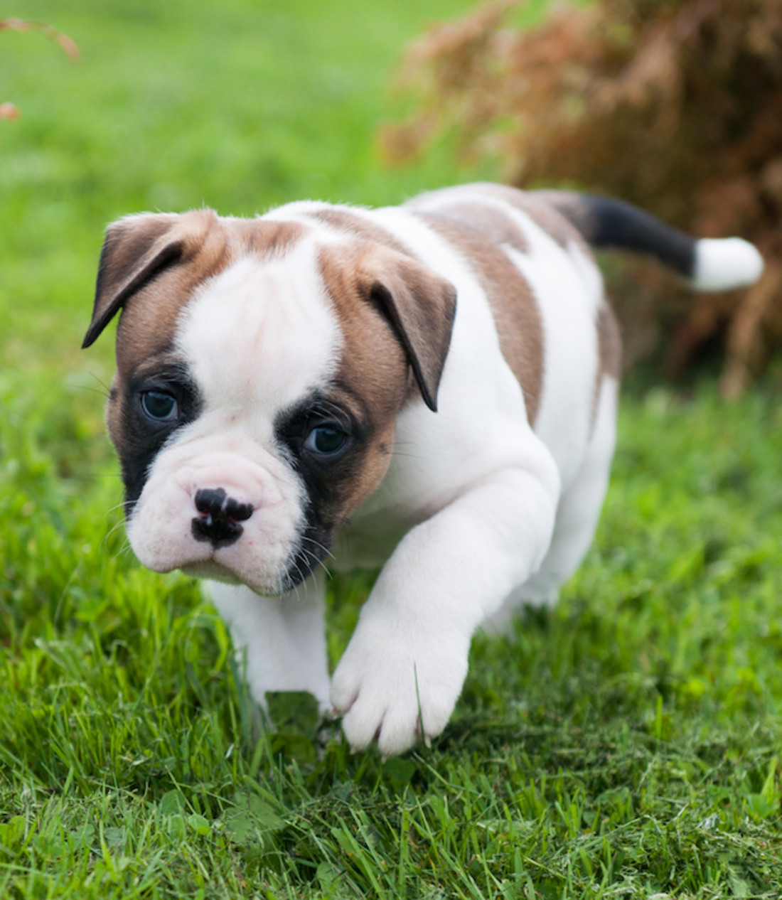 50 Adorable Puppies That Will Put a Smile on Your Face | Mom.com