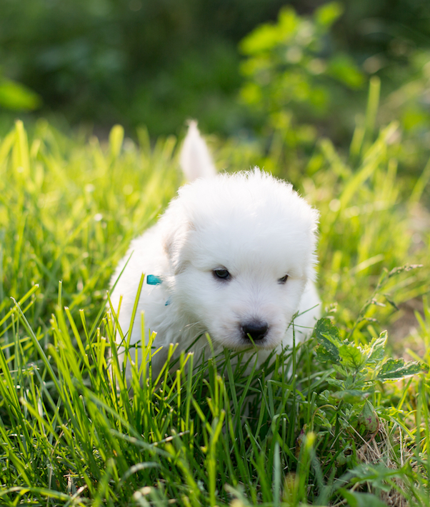 50 Adorable Puppies That Will Put a Smile on Your Face | Mom.com