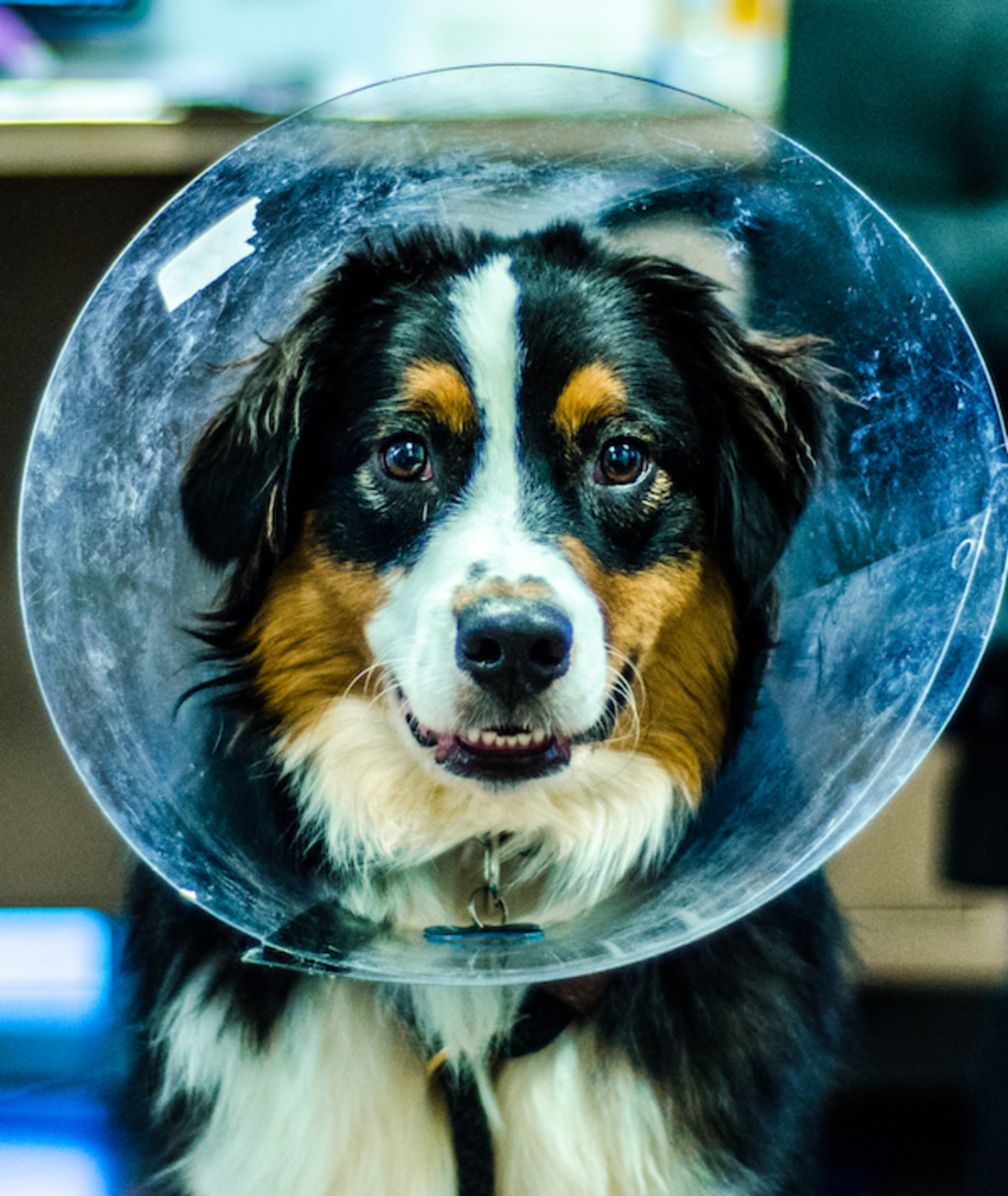 50 Adorable Puppies That Will Put a Smile on Your Face | Mom.com