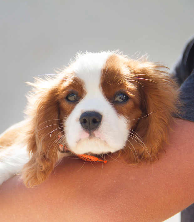 50 Adorable Puppies That Will Put a Smile on Your Face | Mom.com