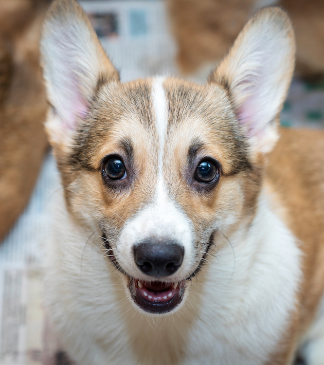 50 Adorable Puppies That Will Put a Smile on Your Face | Mom.com