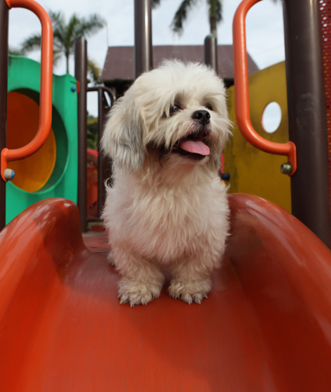 50 Adorable Puppies That Will Put a Smile on Your Face | Mom.com