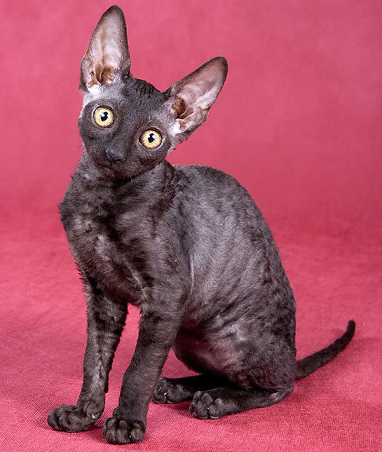 10 Hypoallergenic Cats | Mom.com