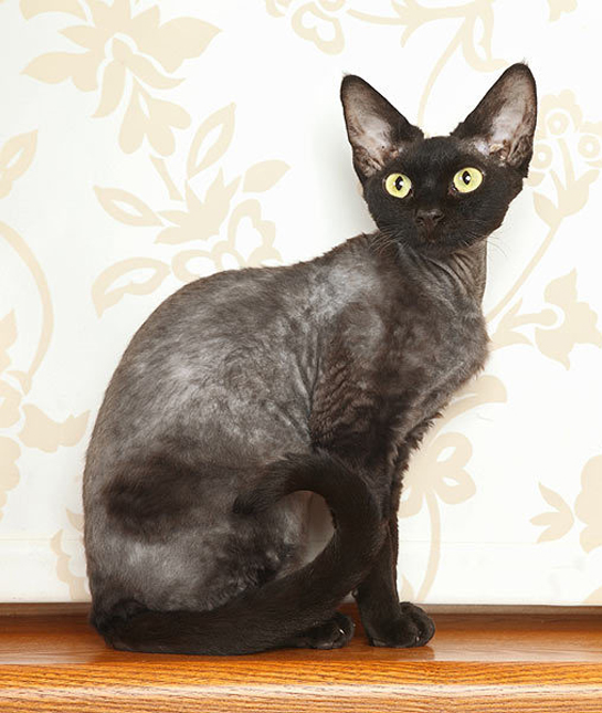 10 Hypoallergenic Cats | Mom.com