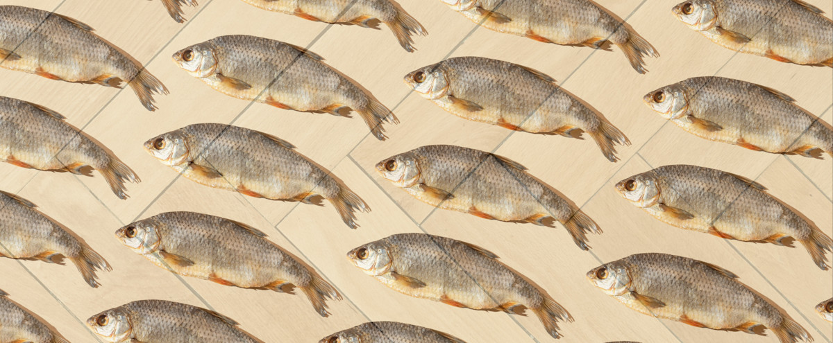 Als sardientjes in een blik: sardinecore is dé nieuwe modetrend - &C