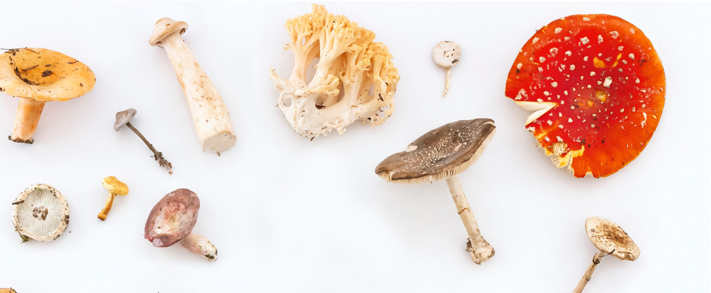 Paddo's pakken: voor deze paddestoelen hoef je niet eens naar de ...