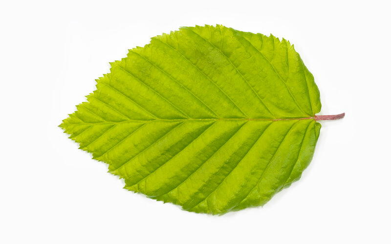 Buche Pollenflug – Wann fliegt Buche? | Pollenallergie | Fernarzt