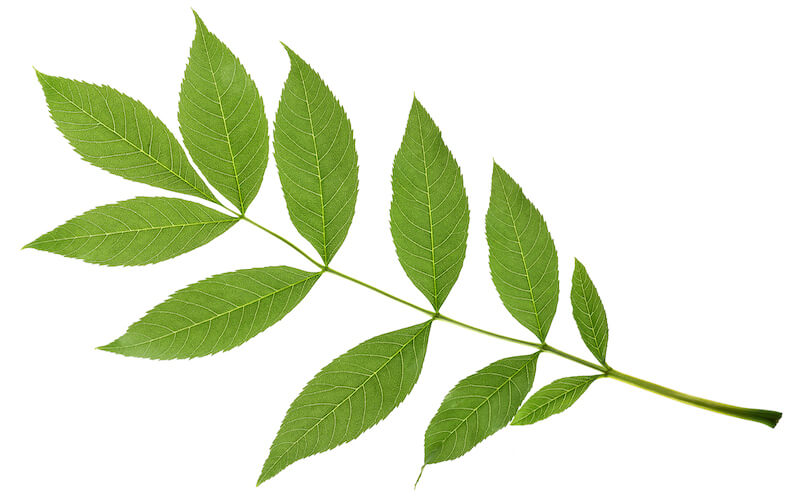 Esche Pollenflug – Wann fliegt Esche? | Pollenallergie | Fernarzt