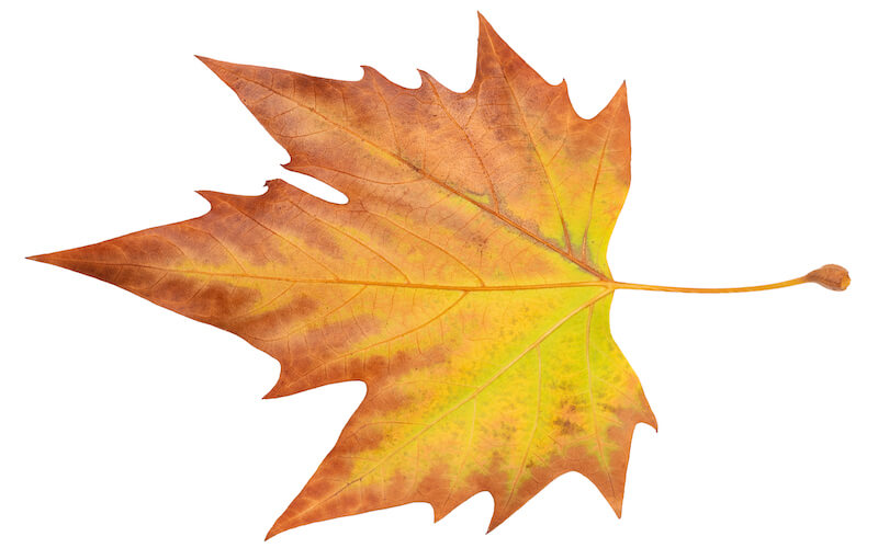 Platane Pollenflug – Wann blühen Platanen? | Pollenallergie | Fernarzt