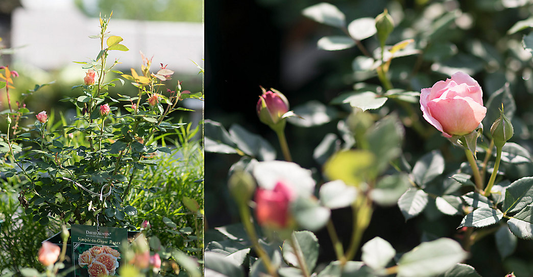 The Fascinating History of David Austin Roses - Terrain