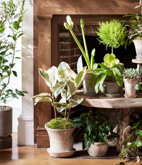 Spring Refresh: Bring New Life to Your Indoor Plants + Flowers