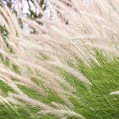 Calli® | Calli® Original 10 Bags (0.08 oz./2.5 g each bag)