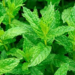 Sunny Days® | 6 Tins (2.1 oz./60 g each tin)