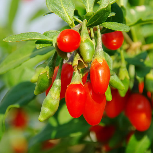 Ingredients Glossary