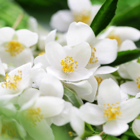 Fortune Delight® | Original 10/3 g Packs (0.10 oz./3 g)