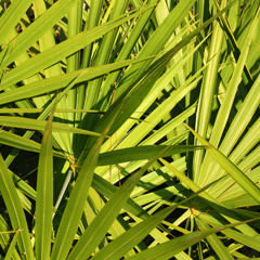 Dr. Chen® Men’s Formula® | 60 Soft-Gel Caps (620 mg each capsule)