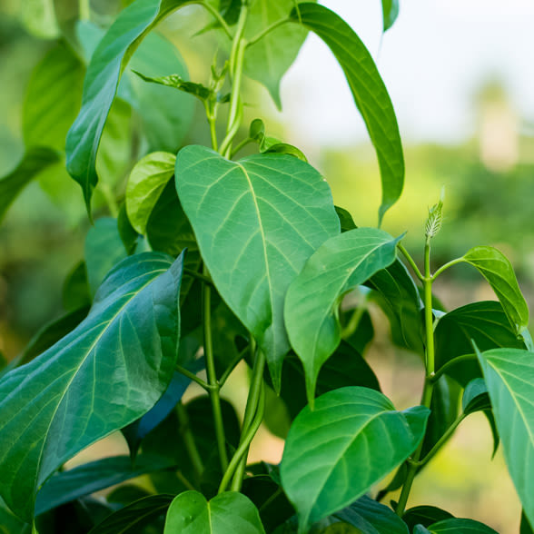 Ingredients Glossary