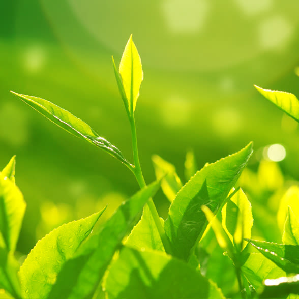 Citric C™ Tab | 90 Tablets (1400 mg each tablet)