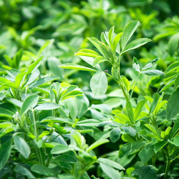 Herb Cal® Tab | 90 Tablets (1600 mg each tablet)