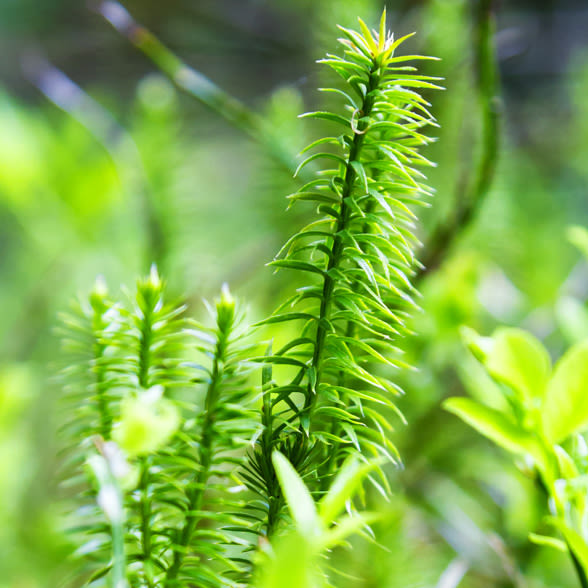 Top® Focus | 40 Capsules