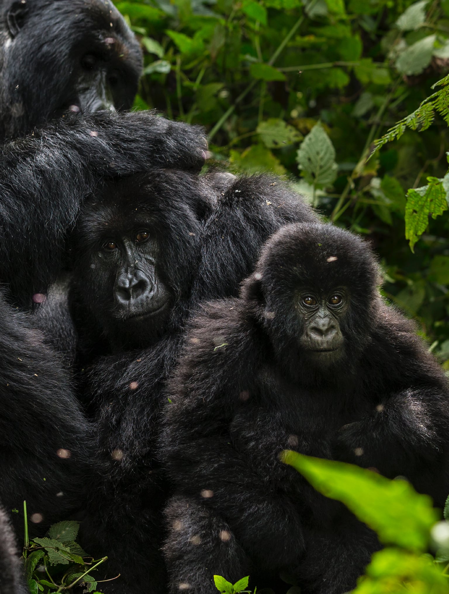 Hello Monday | Virunga National Park