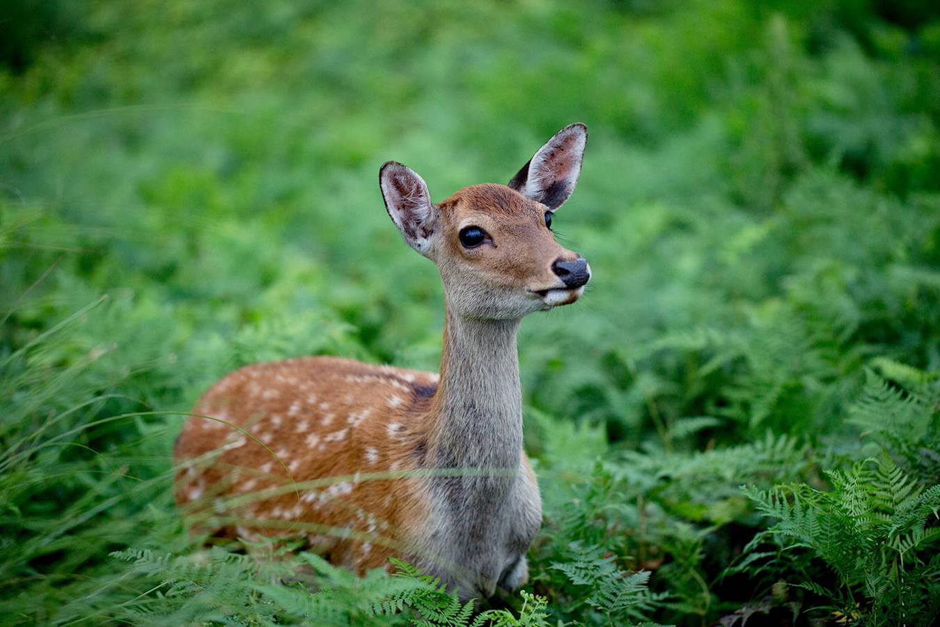 Nara Park Area Guide - Official Nara Travel Guide