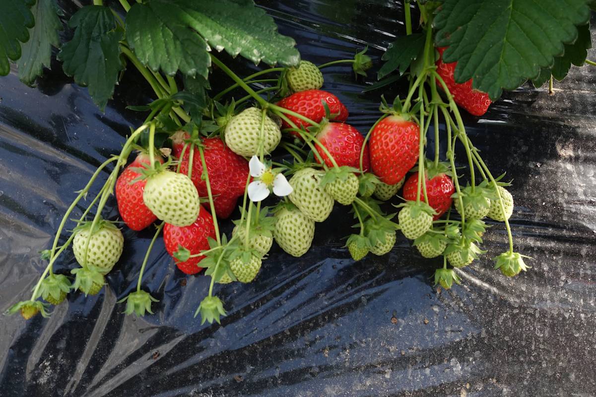 Shigisan Nodokamura Farm - Official Nara Travel Guide