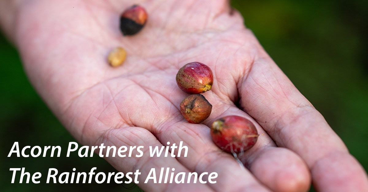 Acorn and The Rainforest Alliance Join Forces for Sustainable Coffee ...