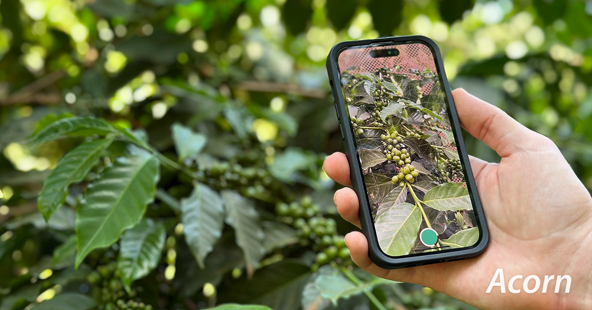 Clouds on the ground: the potential of digitalized trees | Acorn Rabobank