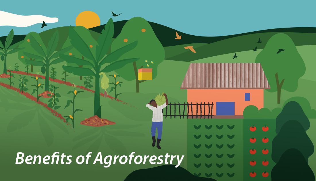 Benefits of Agroforestry | Acorn Rabobank