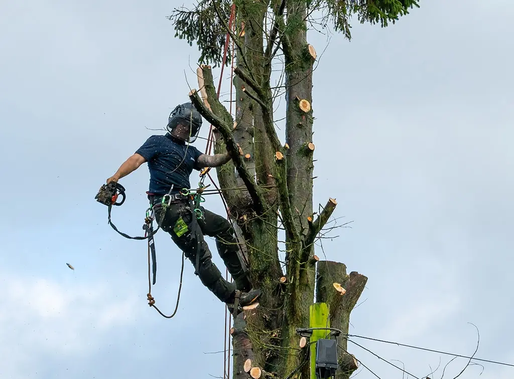 Whose Job Is It To Trim Trees Near Power Lines? | Checkatrade