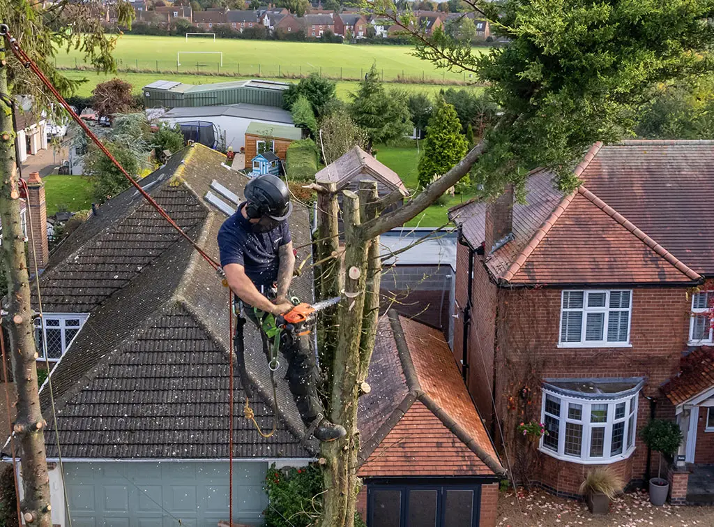 Whose Job Is It To Trim Trees Near Power Lines? | Checkatrade