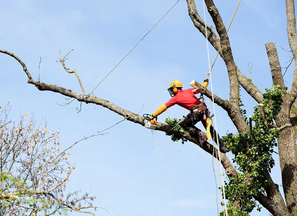 Find Arborists Near Me | Tree Maintenance and Removal | Checkatrade