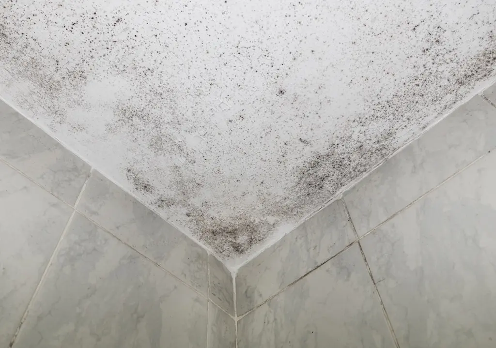 What To Do If You Have A Leaking Roof | Checkatrade