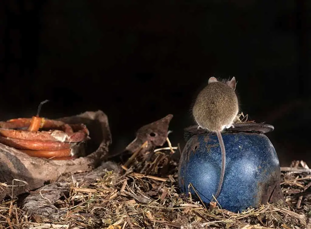 Rat Exterminator: Cost Breakdown 2025 | Try Our Job Estimator Tool