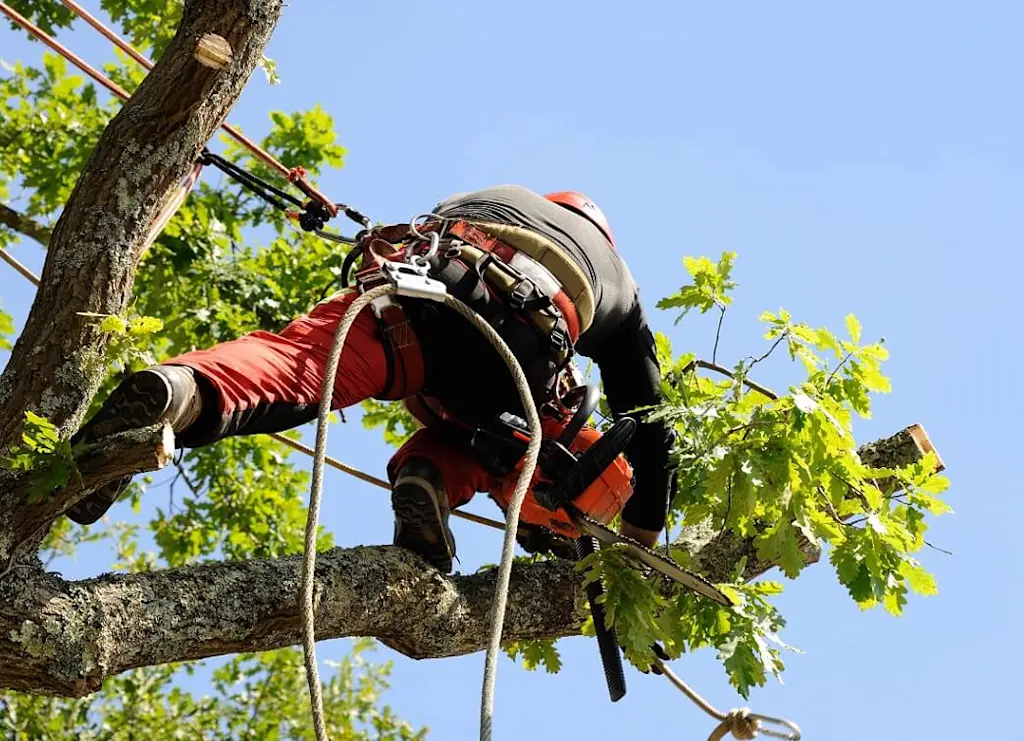 Find Arborists Near Me | Tree Maintenance and Removal | Checkatrade