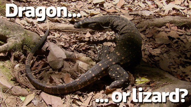 Dragon or lizard? | I'm A Celebrity… Get Me Out Of Here!