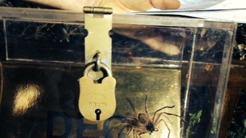 Has anyone seen this spider? | I'm A Celebrity Get Me Out Of Here