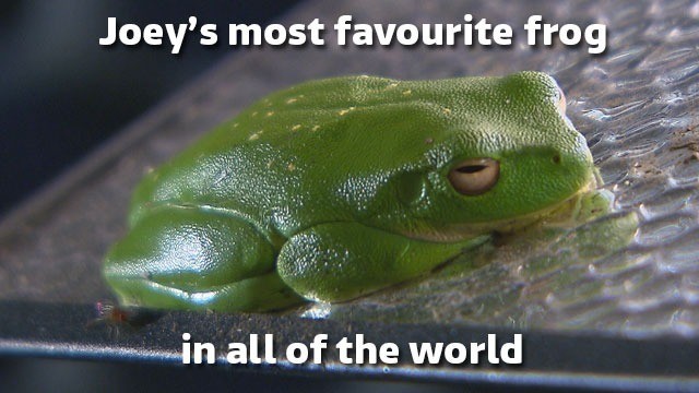 Joey's favourite frog makes an appearance | I'm A Celebrity Get Me Out ...